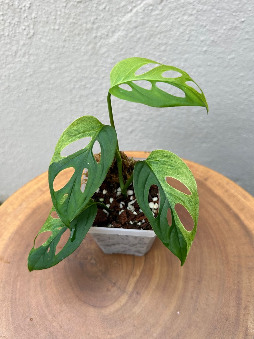 Monstera Acuminata Mint Tricolor, Furniture & Home Living, Gardening ...