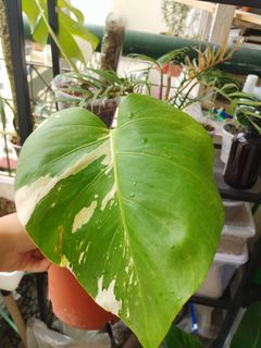 Monstera Acuminata Mint Tricolor, Furniture & Home Living, Gardening ...