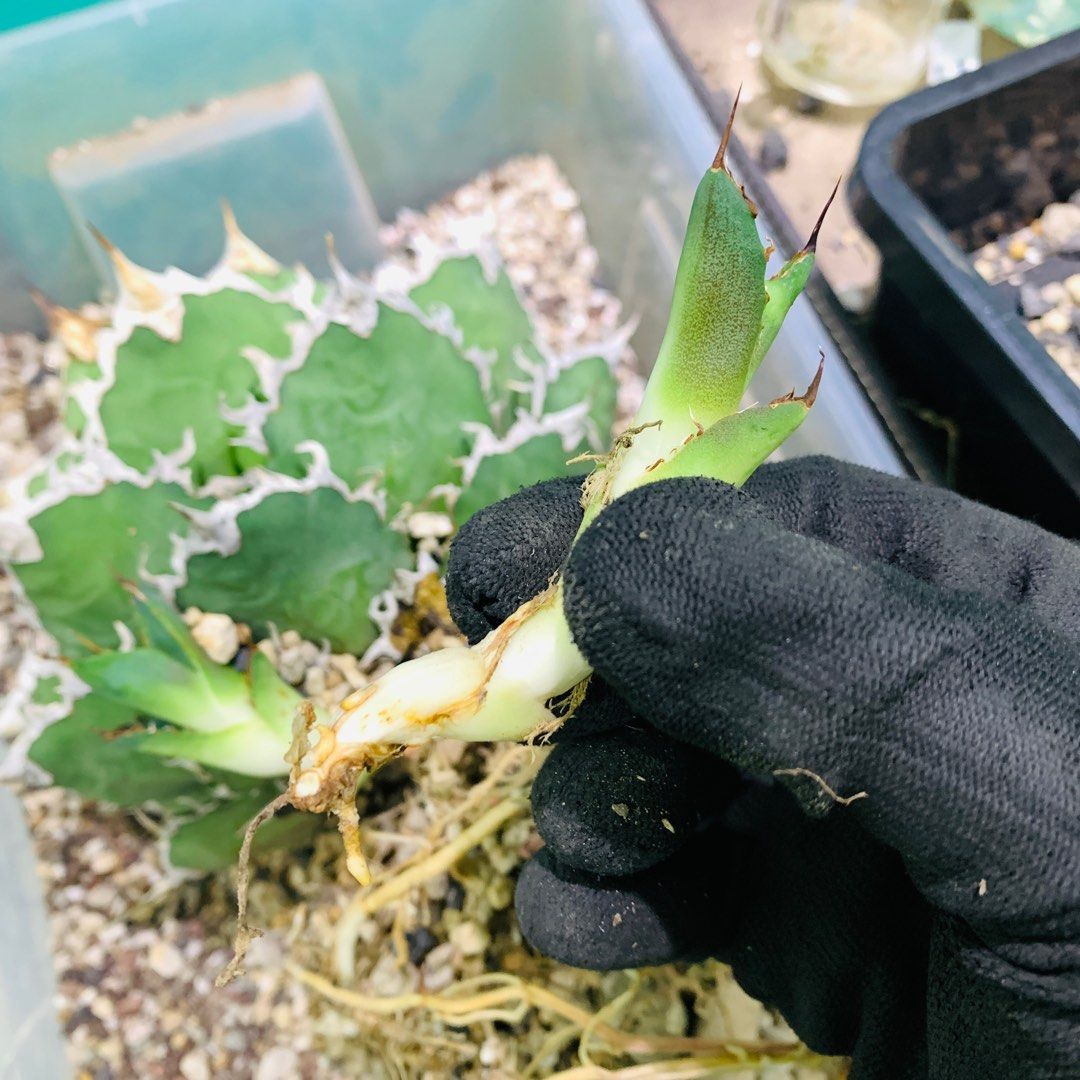 凱撒 嚴龍 「側芽」 Agave Titanota Caesar . . ️‍🔥 , 家庭電器, 其他家庭電器 - Carousell