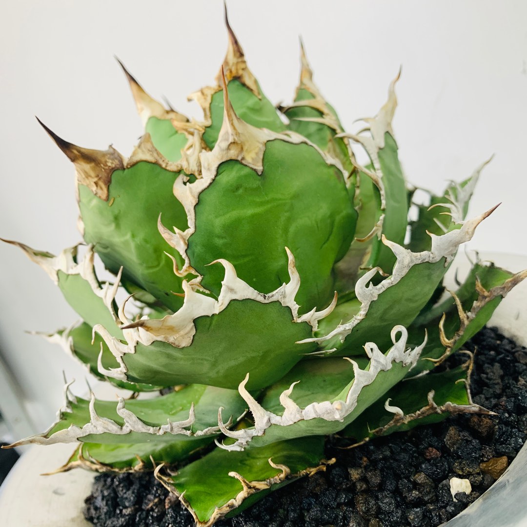 凱撒 嚴龍 「側芽」 Agave Titanota Caesar . . ️‍🔥 , 家庭電器, 其他家庭電器 - Carousell