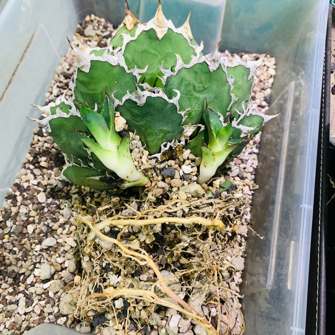 凱撒 嚴龍 「側芽」 Agave Titanota Caesar . . ️‍🔥 , 家庭電器, 其他家庭電器 - Carousell