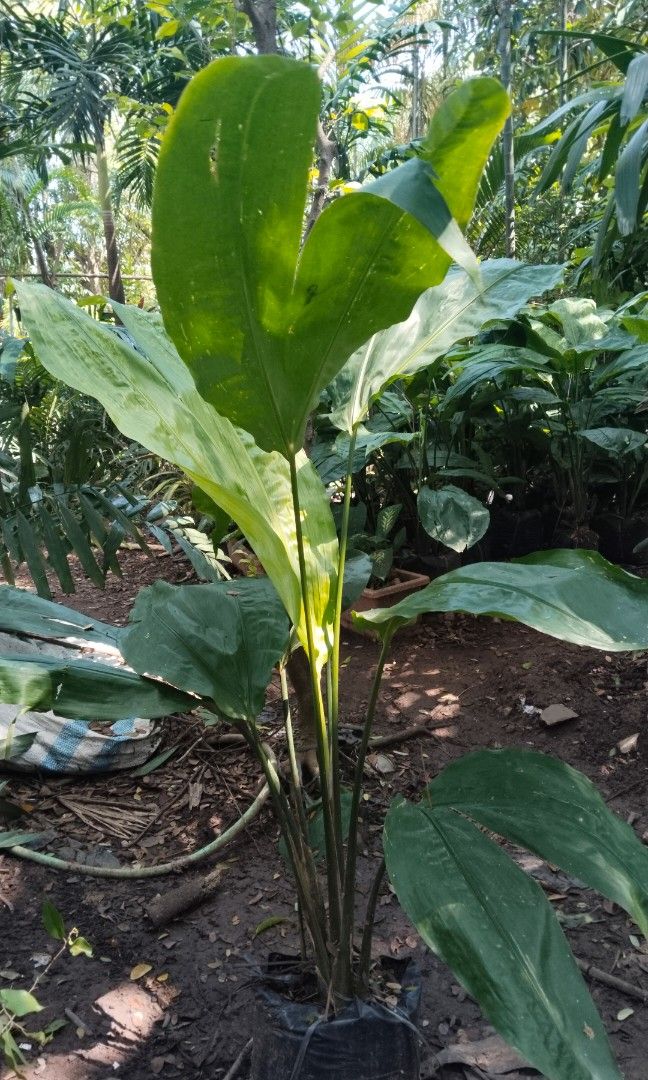 Pohon capit udang/ balai Sidang, Perkebunan di Carousell