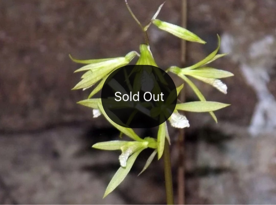 [SOLD OUT] Bunga Jewel/Jewel Orchid/RARE Jewel [NERVILIA PLICATA ...