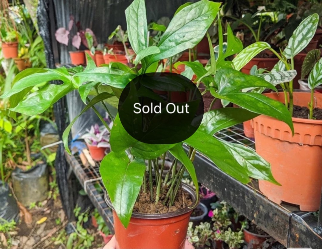 [SOLD OUT] SPIDER MONSTERA/BORNEO PLANT/Ready Stock (AMYDRIUM MEDIUM ...