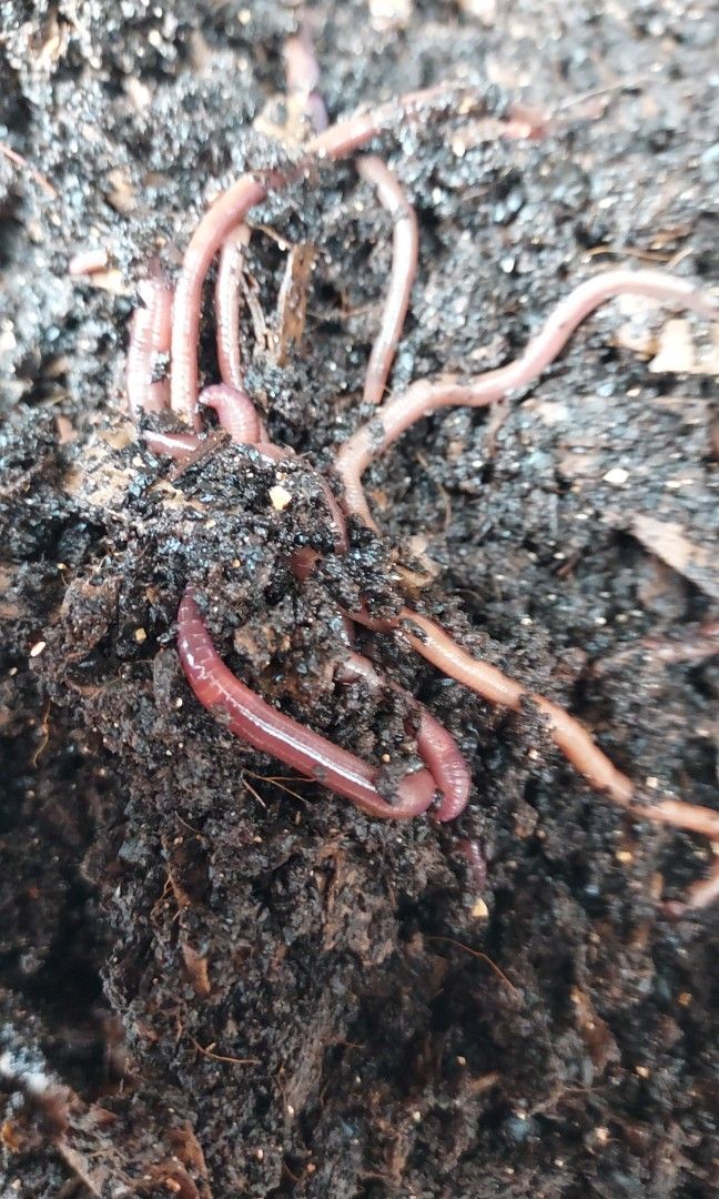 Affordable Compost Worms, African Night Crawler ANC worms, Compost Worm ...