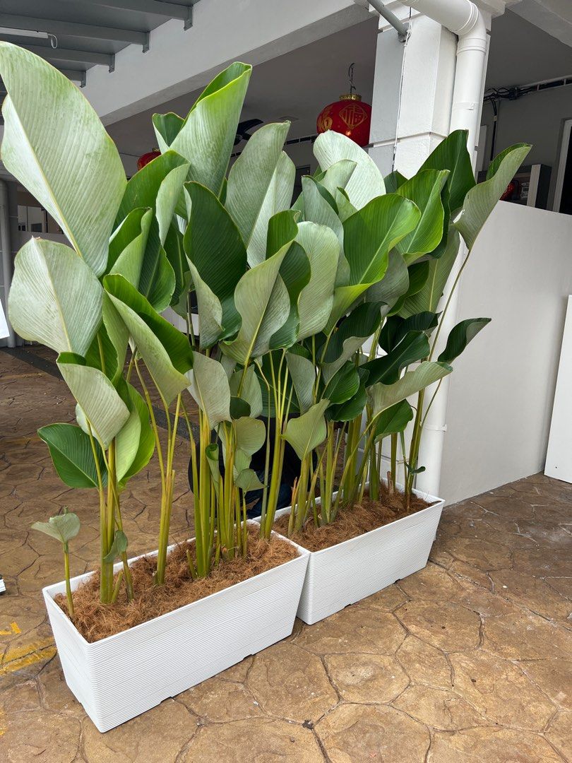 Calathea Lutea in planter box, Furniture & Home Living, Gardening ...