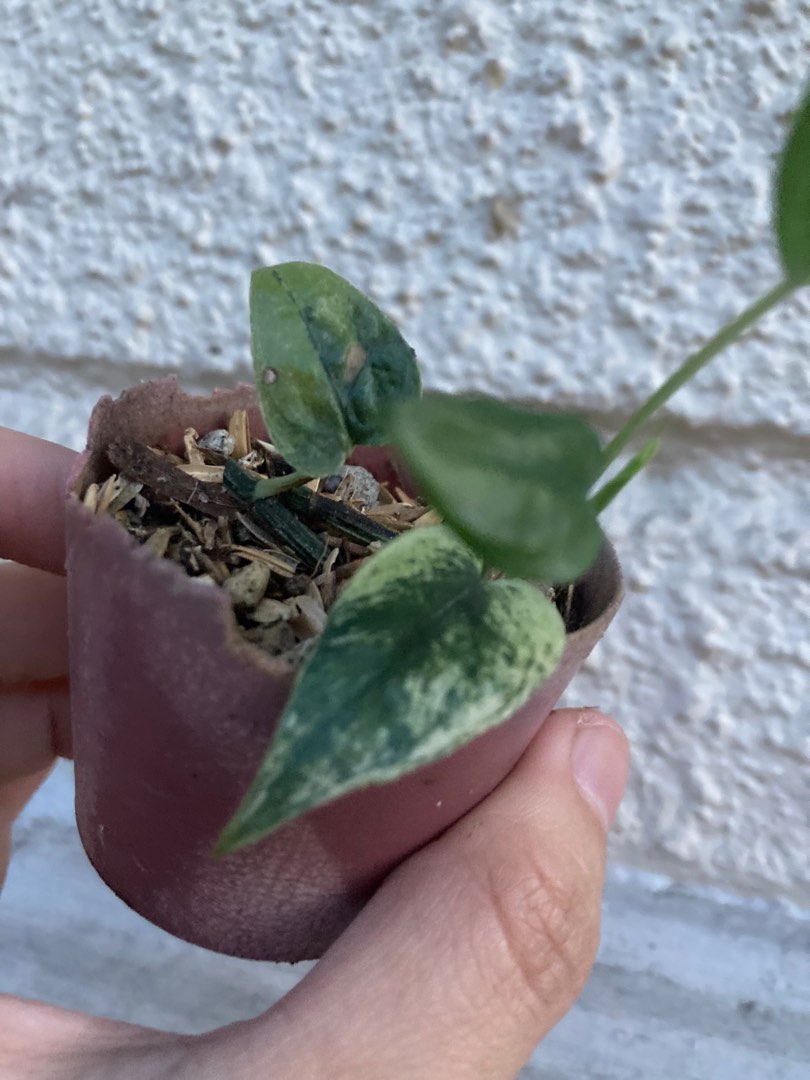 Juvenile Variegated Cebu Blue Pothos aka Epipremnum Pinnatum Albo FOR ...