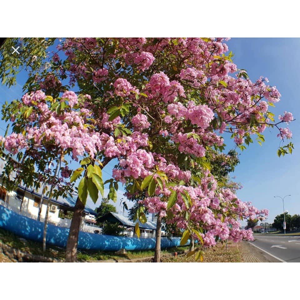 Bunga Sakura Malaysia/READY STOCK/LARGE size/Sakura Pink [ TABEBUIA ...