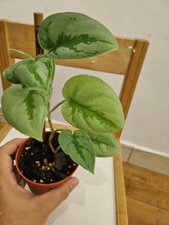 Scindapsus Pictus Haask / Snake Scale Silver Platinum, Furniture & Home ...