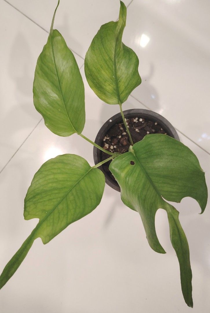 Epipremnum Skeleton Key, Furniture & Home Living, Gardening, Plants ...