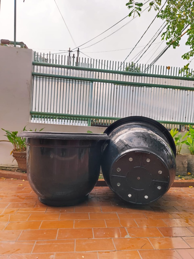 Pot Jumbo Besar, Perkebunan di Carousell