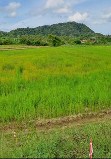 Tanah Bendang dan Tanah Lot Bangunan, Property, For Sale on Carousell