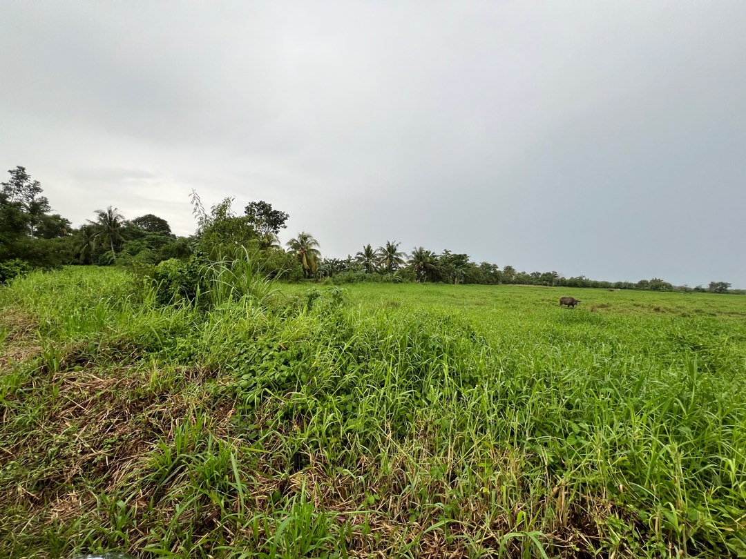 Farm lot for sale with fruit trees in Laiya, San Juan, Batangas ...