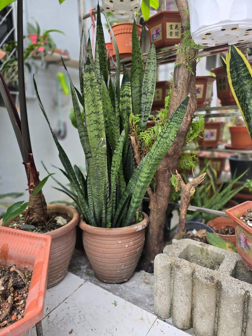 Green tiger plant, Furniture & Home Living, Gardening, Pots & Planters ...