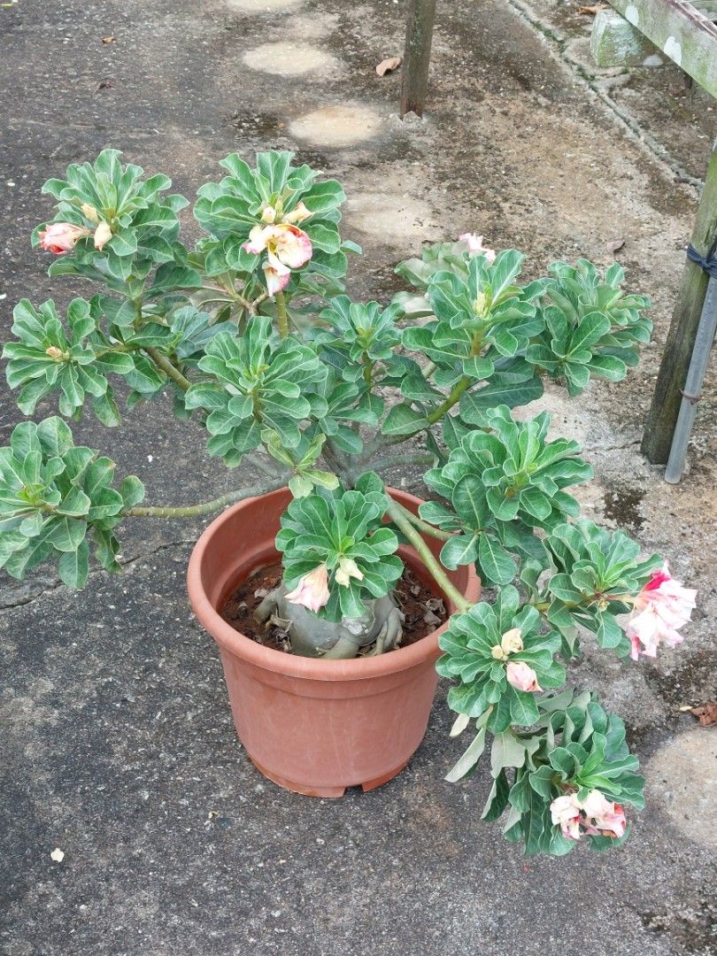 Flowering Grafted Adenium, Furniture & Home Living, Gardening, Plants ...