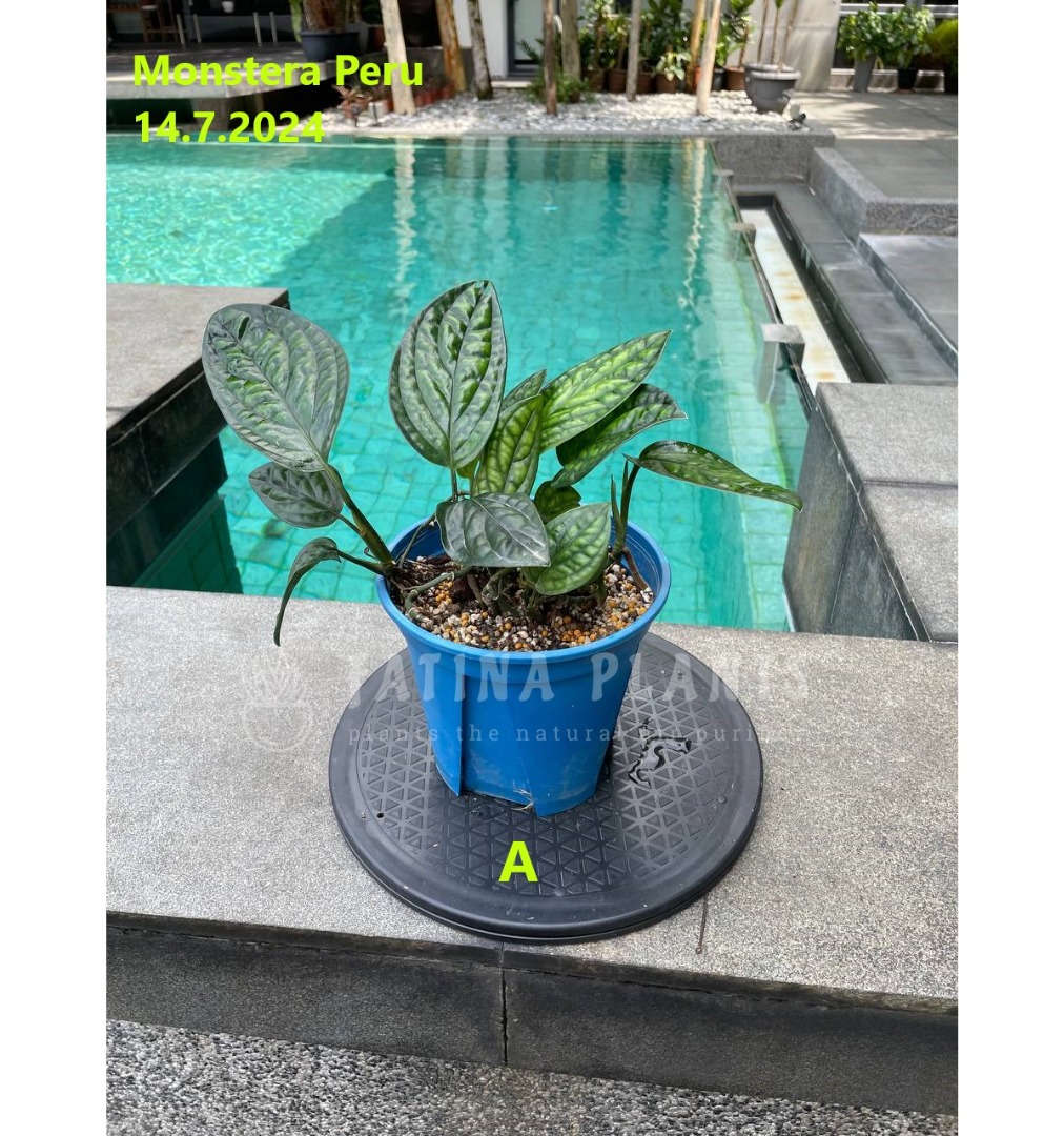 Monstera Peru Pot A (Small), Furniture & Home Living, Gardening, Plants ...