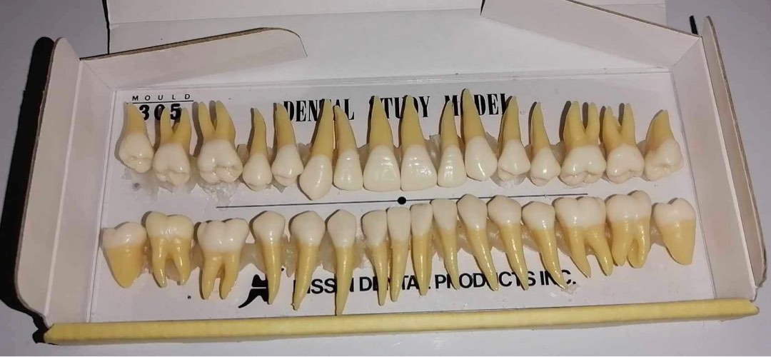 Nissin Tooth Model and Carving Set, Health & Nutrition, Medical ...