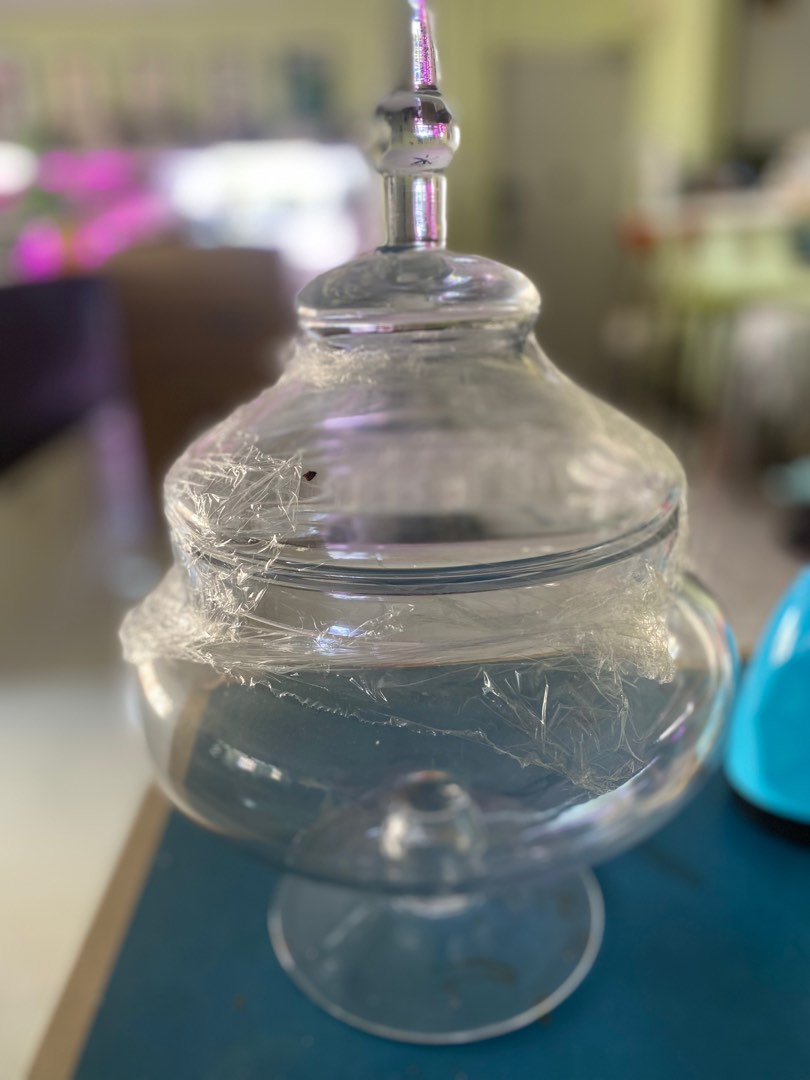 Terrarium planters and exotic moss foxtail, Furniture & Home Living ...