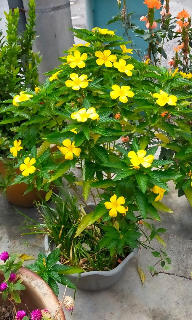 Pokok Bunga Delapan, Furniture & Home Living, Gardening, Plants & Seeds ...