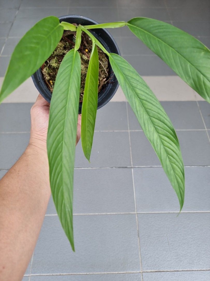 Rhaphidophora angustata, Furniture & Home Living, Gardening, Plants ...