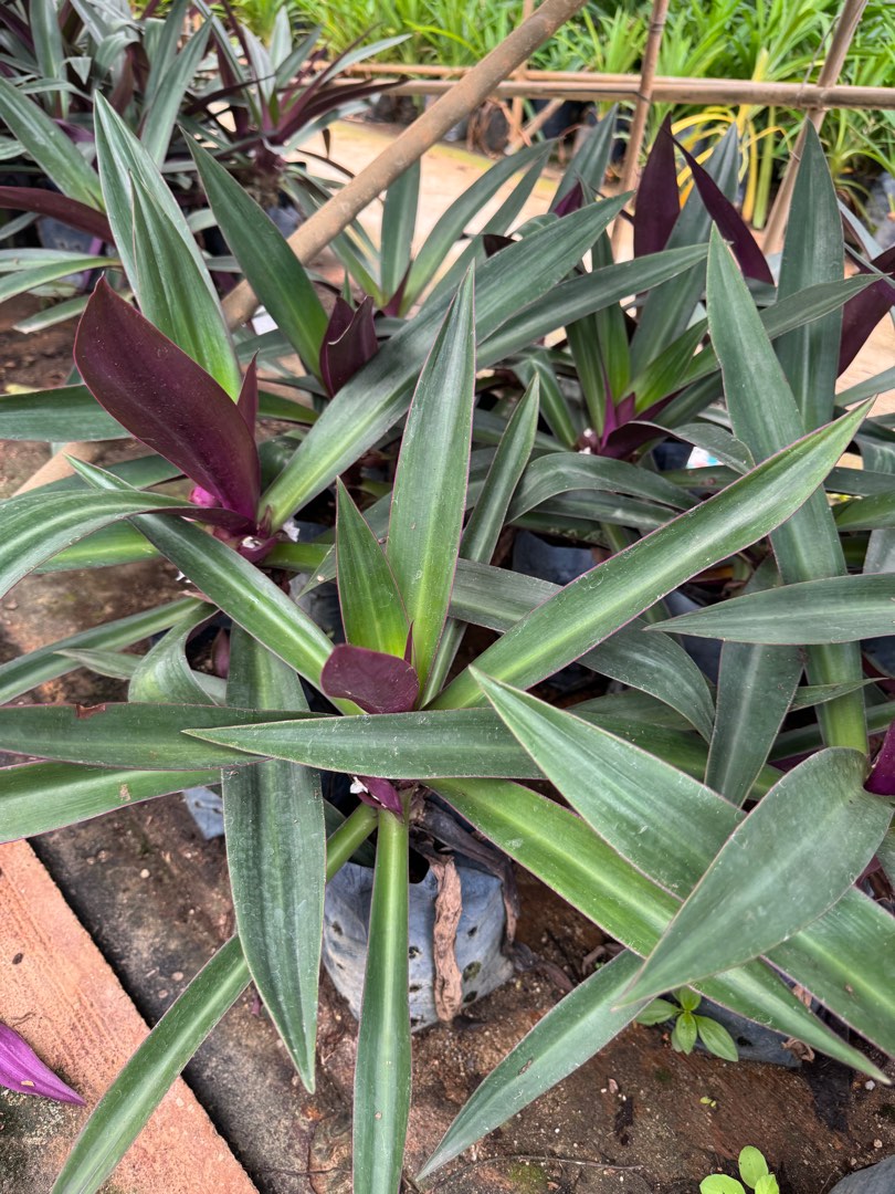 Tradescantia spathacea red bamboo leaf medium size organic cooling ...