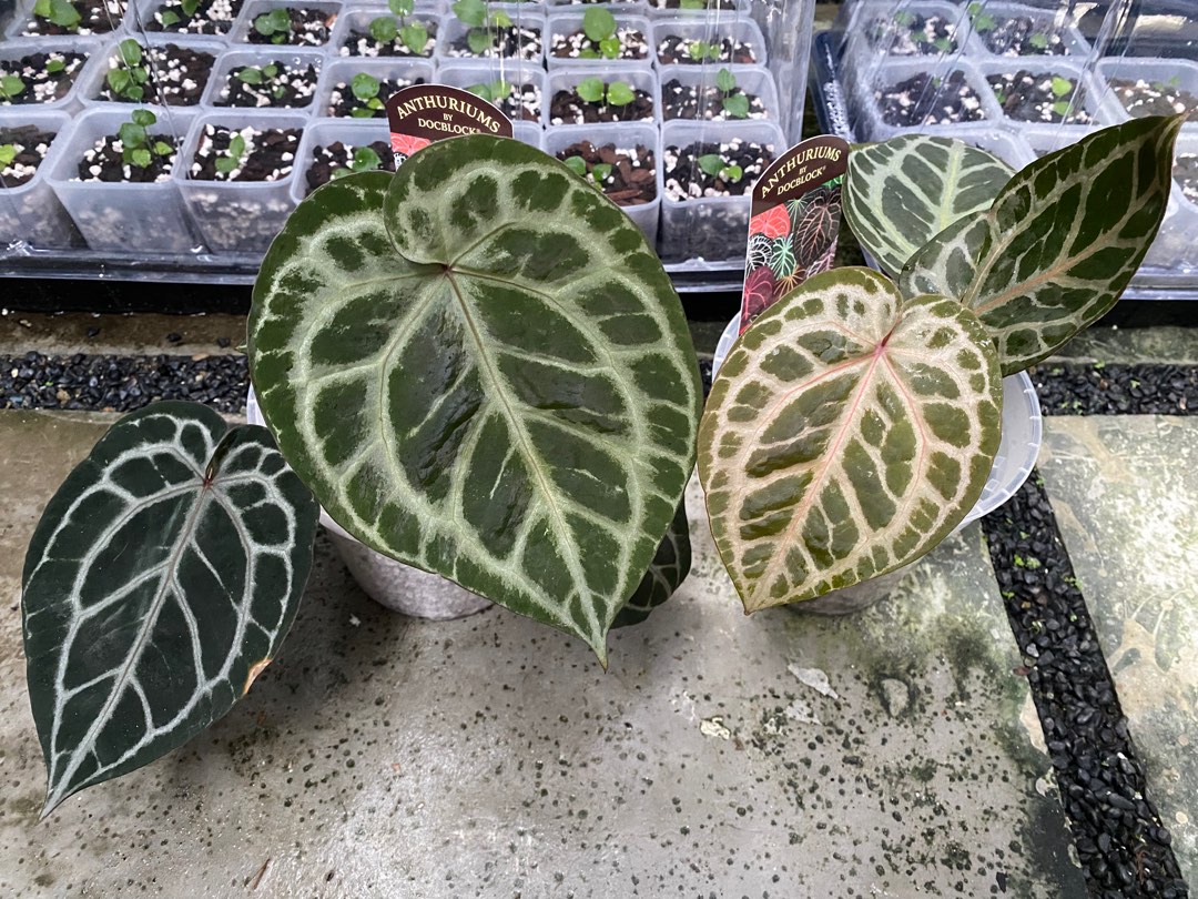 Anthurium Michelle x Tortoise Shell Grey DocBlock, Furniture & Home ...