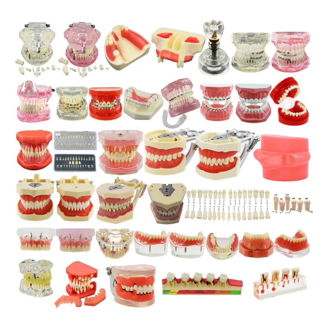 Dental Standard Teeth Model Practice Implant Restoration Disease ...
