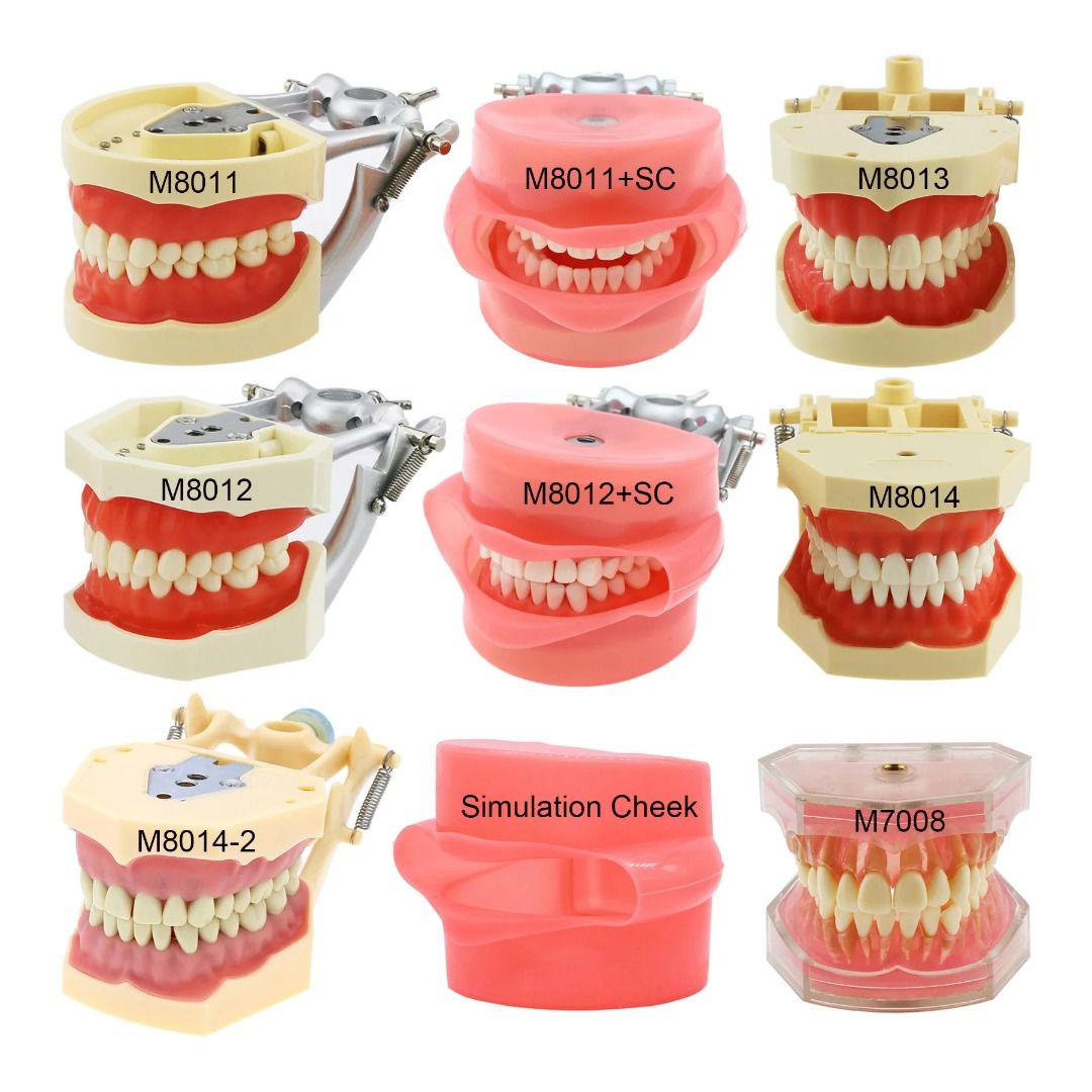 Dental Standard Teeth Model Practice Implant Restoration Disease ...