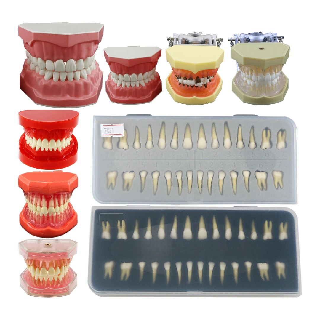 Dental Standard Teeth Model Practice Implant Restoration Disease ...
