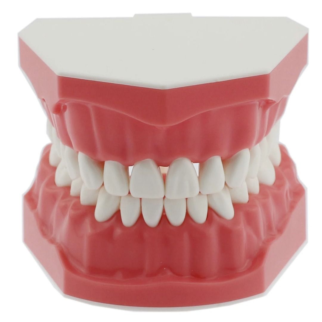 Dental Standard Teeth Model Practice Implant Restoration Disease ...