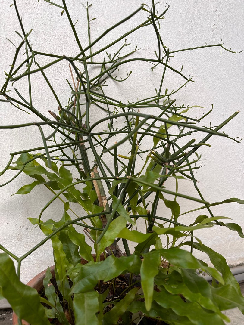 Dual plant, Furniture & Home Living, Gardening, Plants & Seeds on Carousell