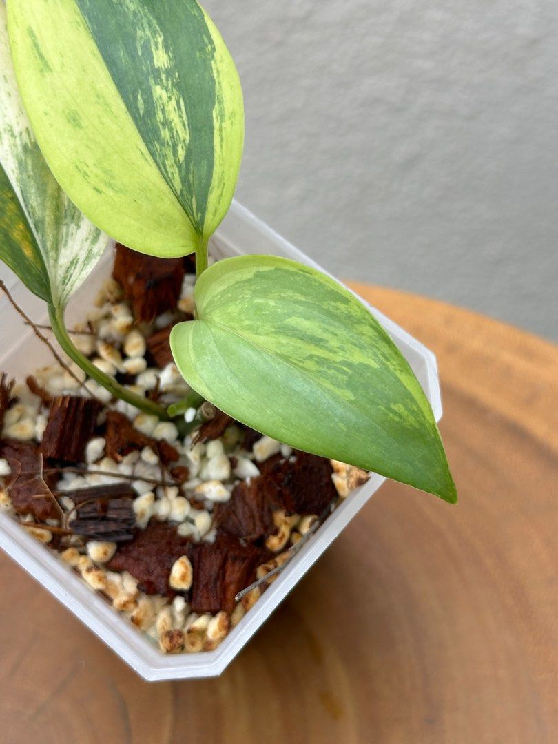 Scindapsus Blue Aurea, Furniture & Home Living, Gardening, Plants ...