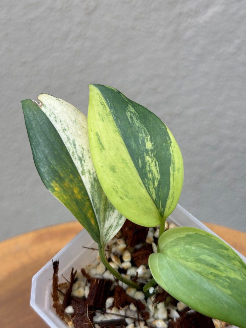 Scindapsus Blue Aurea, Furniture & Home Living, Gardening, Plants ...
