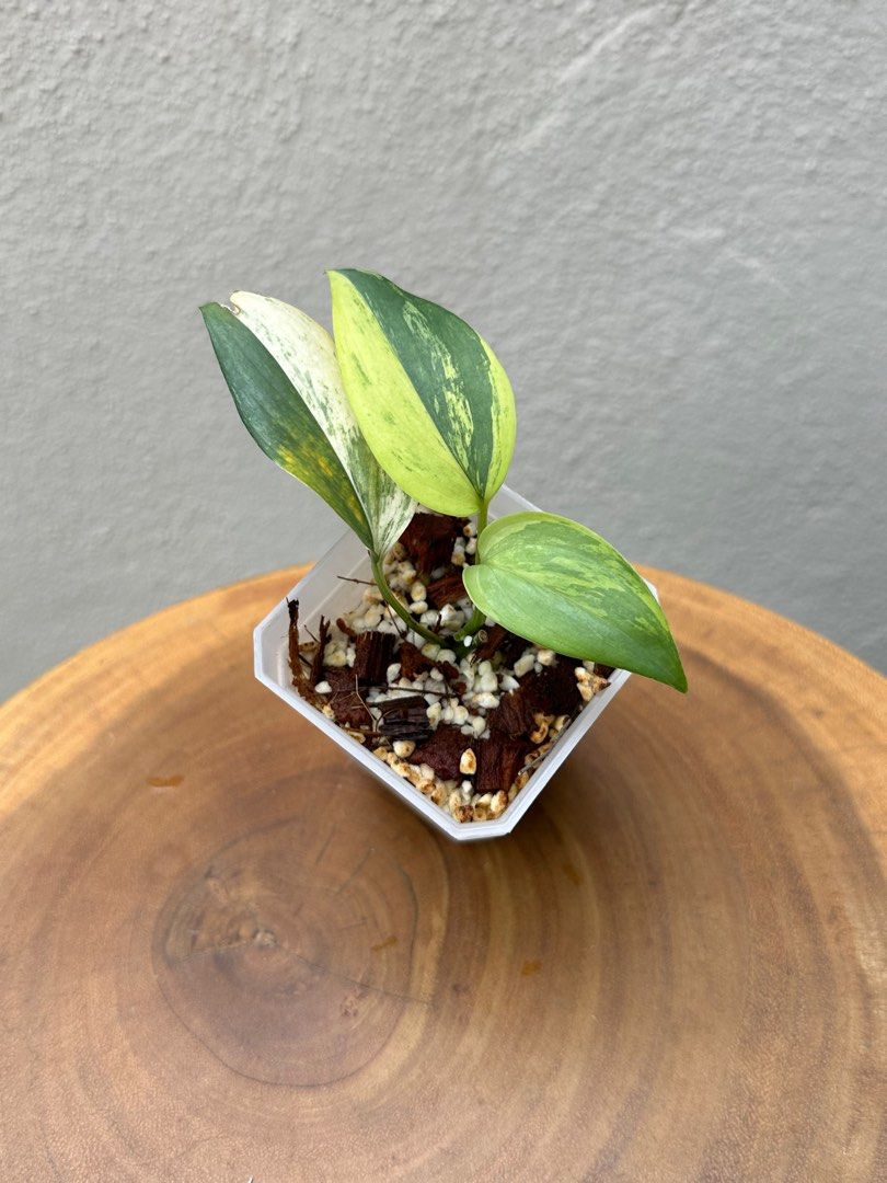 Scindapsus Blue Aurea, Furniture & Home Living, Gardening, Plants ...