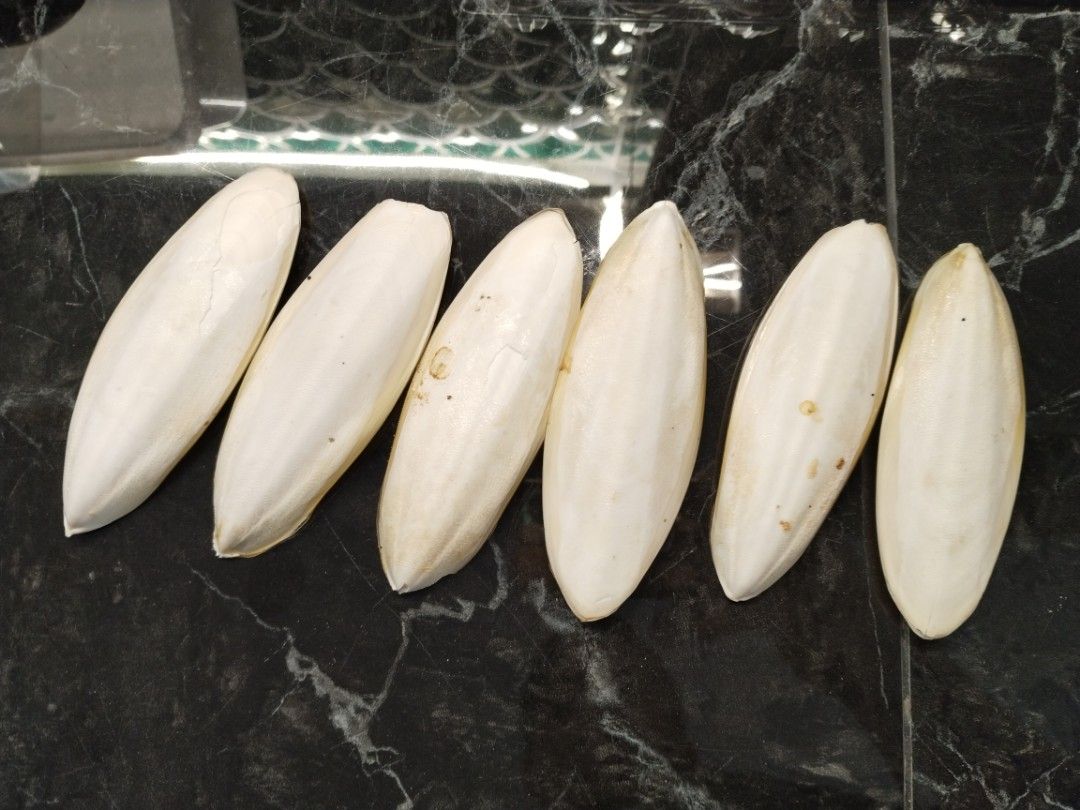 6 Dried Cuttlefish bone, Pet Supplies, Pet Food on Carousell
