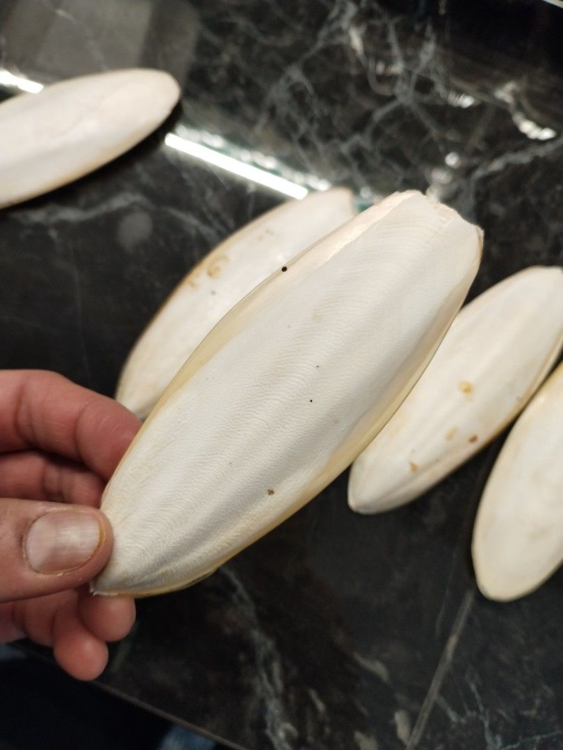 6 Dried Cuttlefish bone, Pet Supplies, Pet Food on Carousell