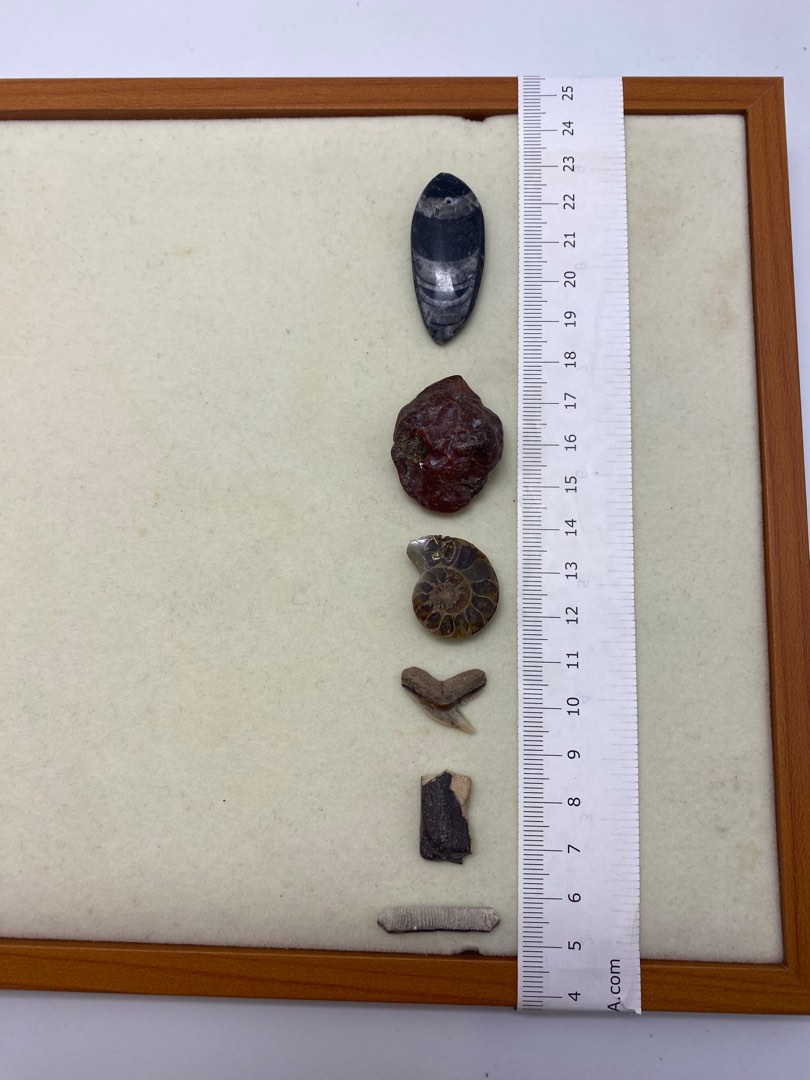 All for $48. Fossil lot sale. Orthoceras, Amber rough, ammonite, fossil ...