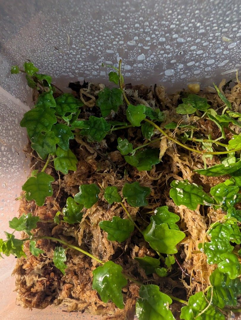 Ficus pumila 'quercifolia' cuttings aka Oak Leaf Creeping Fig ...