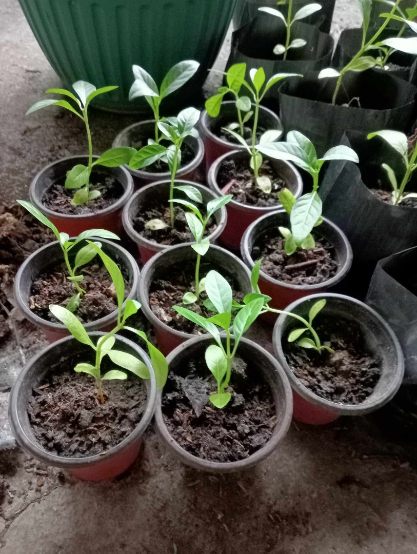 Noni plant for Sale onhand price 100 pesos each also big 200 pesos each ...