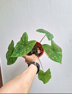 Caladium Florida clown, Furniture & Home Living, Gardening, Plants ...