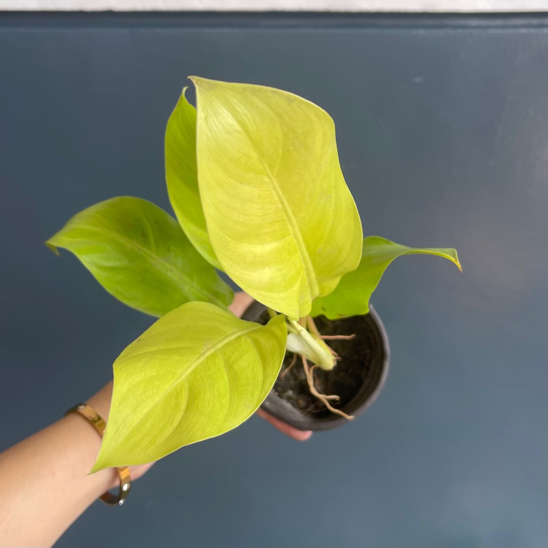 Philodendron Ceylon Gold, Furniture & Home Living, Gardening, Plants ...