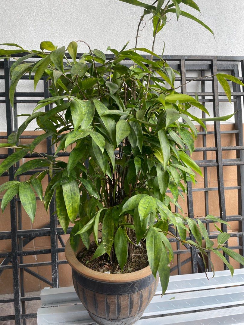 Pokok buluh free pasu, Furniture & Home Living, Gardening, Plants ...