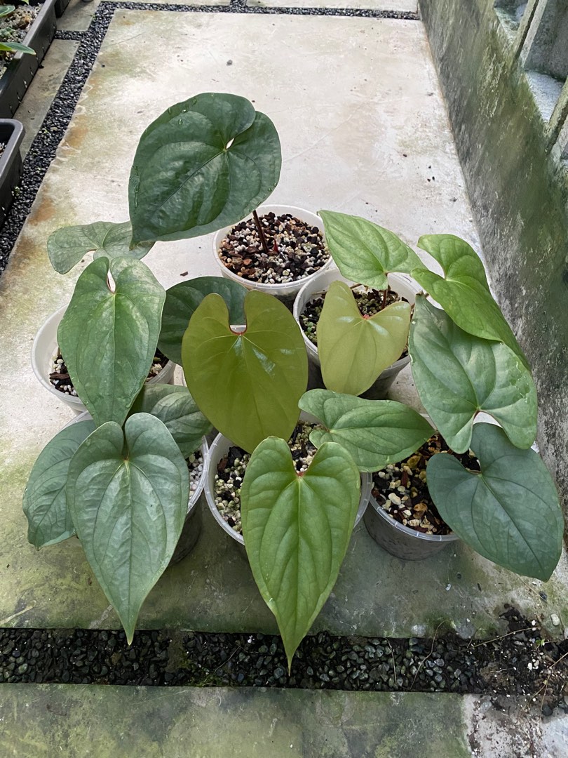 Anthurium SP Silver Peru, Furniture & Home Living, Gardening, Plants ...