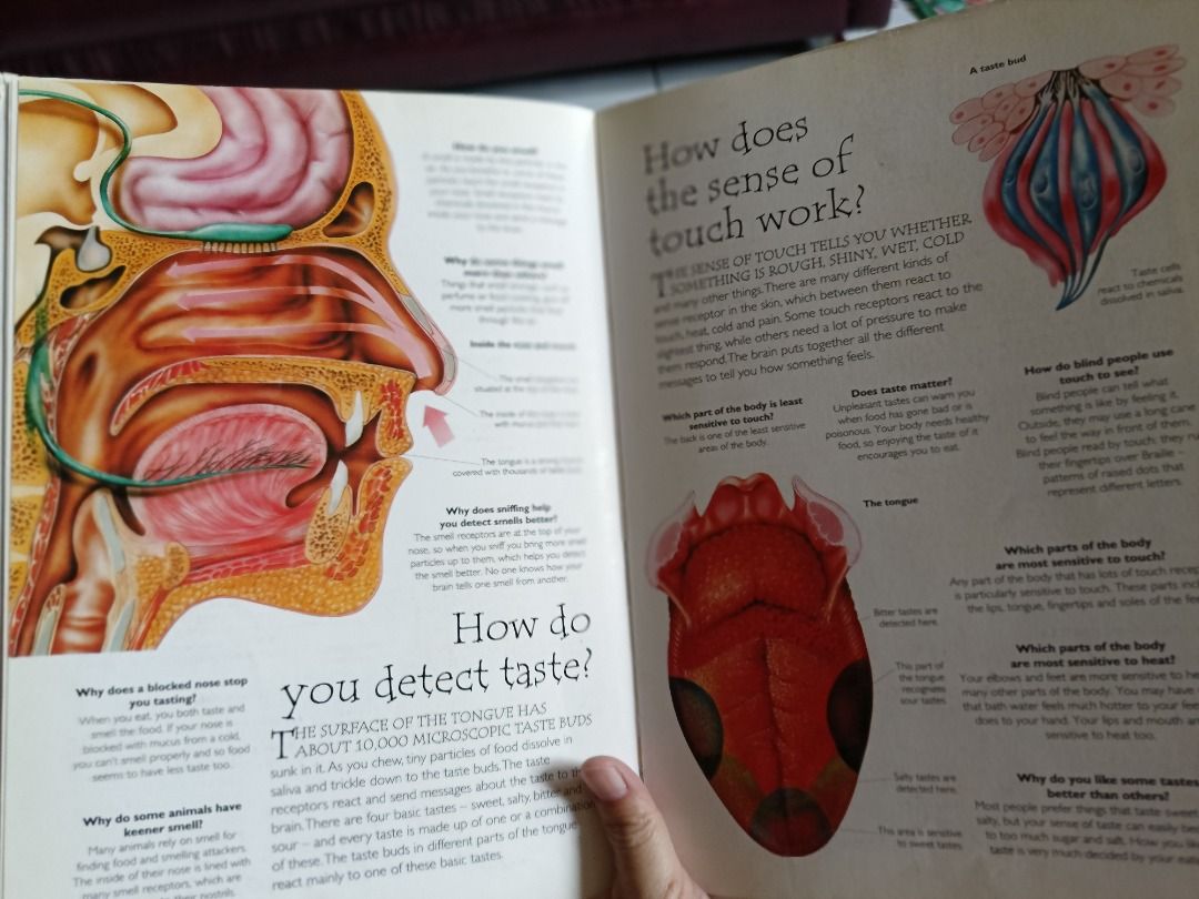 Human Body / Sea Creatures / Wolves / Sun / Space, Hobbies & Toys ...