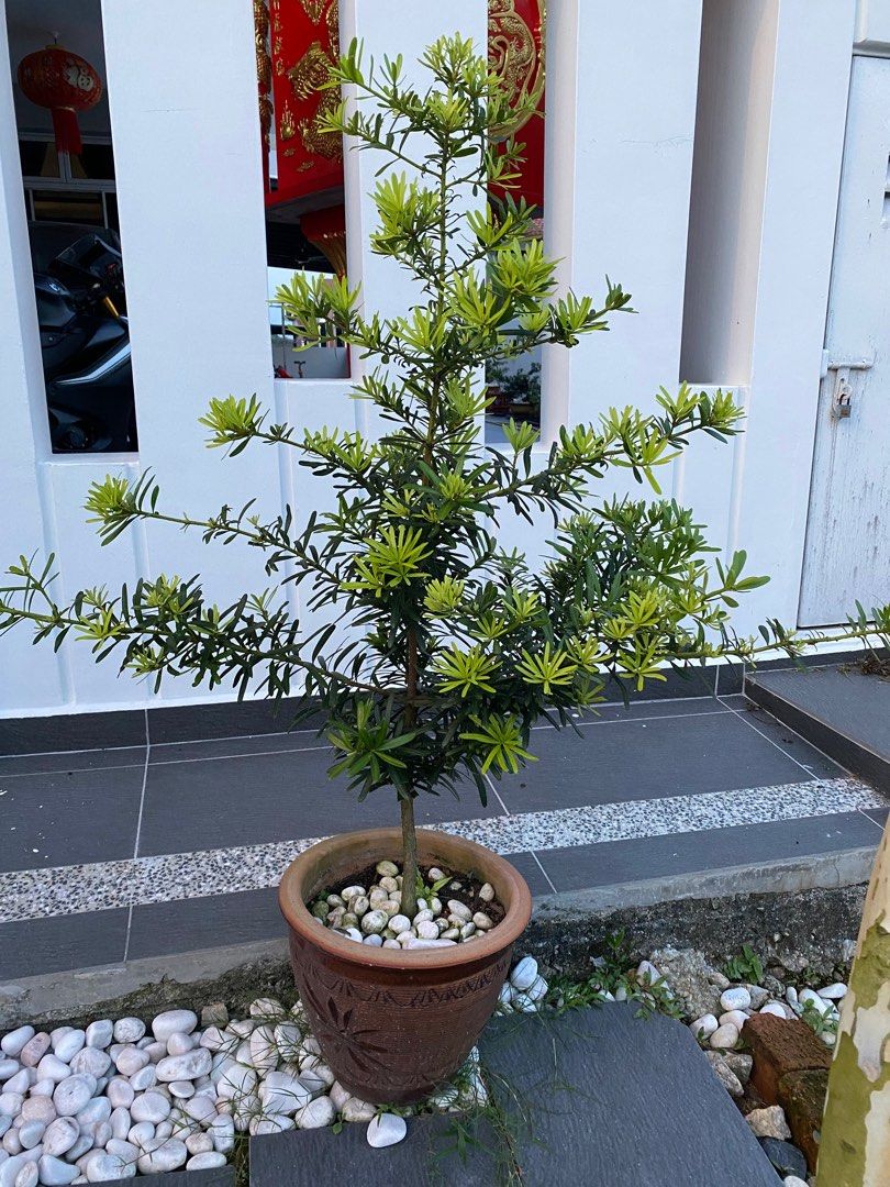 Plants luo han song, Furniture & Home Living, Gardening, Plants & Seeds ...