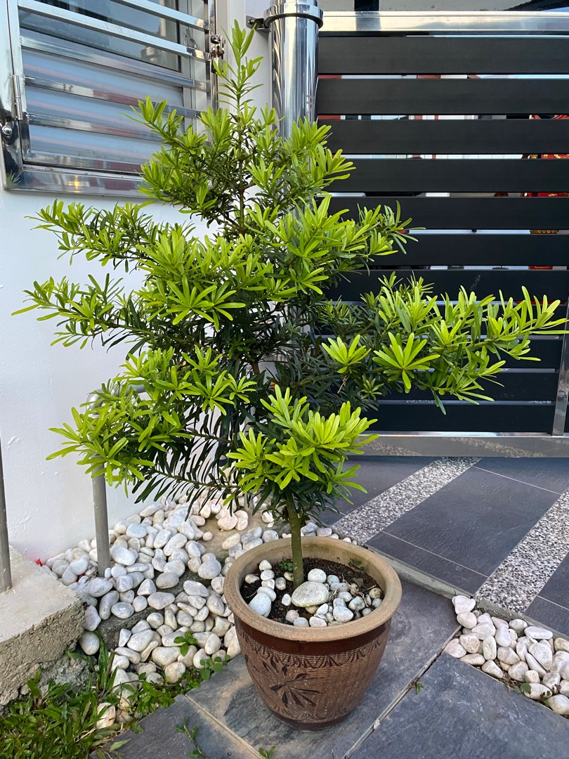 Plants luo han song, Furniture & Home Living, Gardening, Plants & Seeds ...