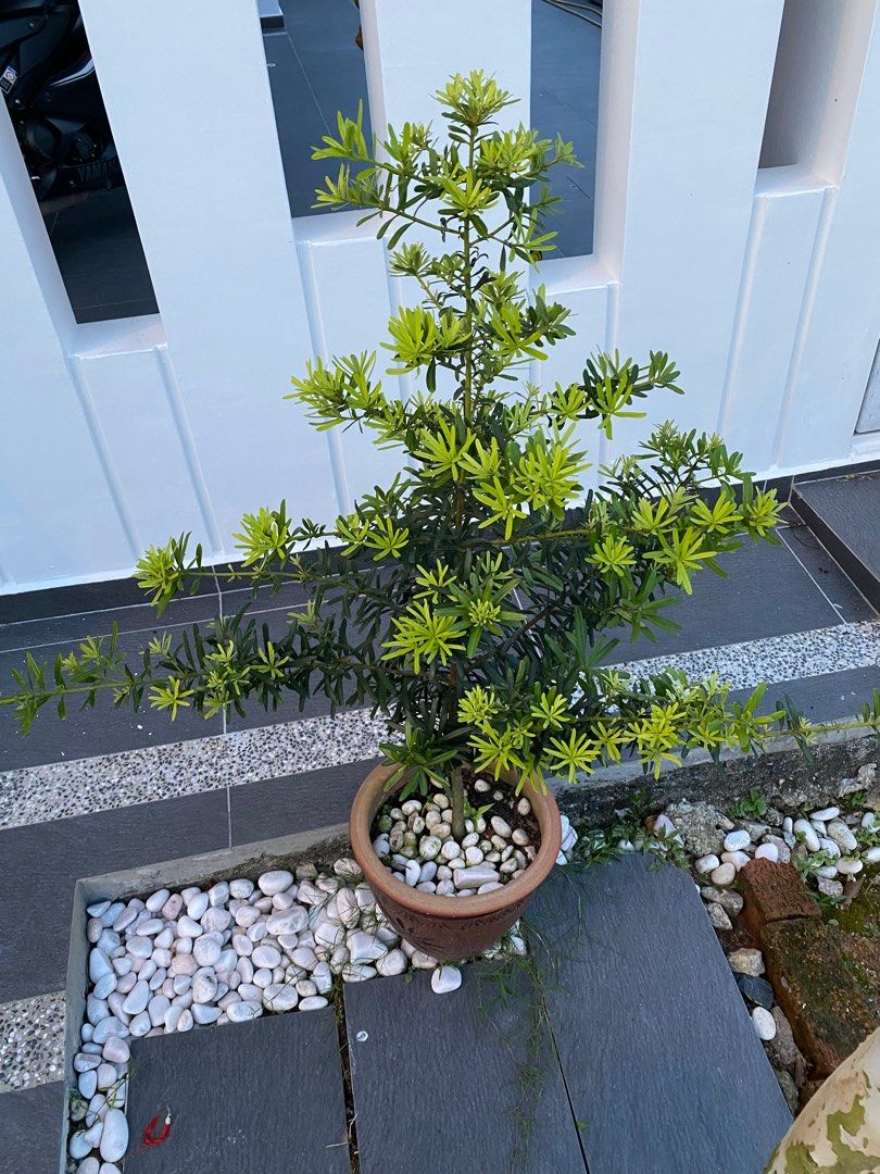 Plants luo han song, Furniture & Home Living, Gardening, Plants & Seeds ...