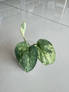 Scindapsus Snake Scale Stabilo, Furniture & Home Living, Gardening ...