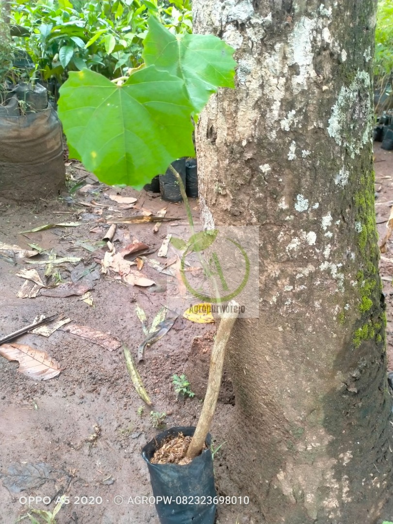 Bibit Tanaman Timoho - Langka - Tanaman Medis dan Magis, Perkebunan di ...