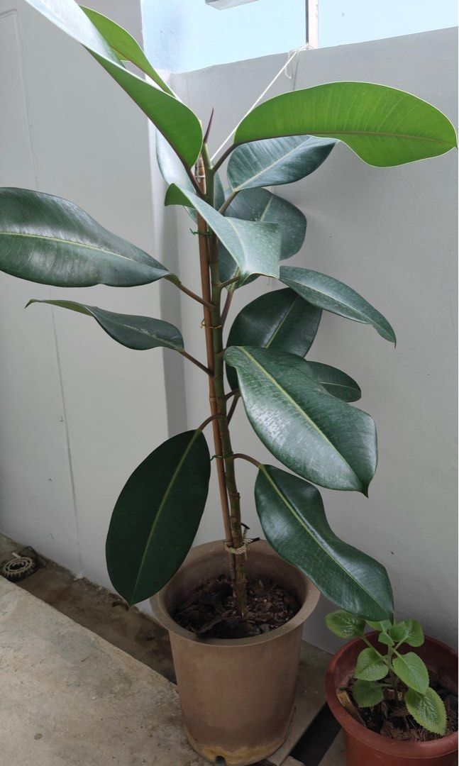 Rubber Fig Tree (Ficus Elastica), Furniture & Home Living, Gardening ...